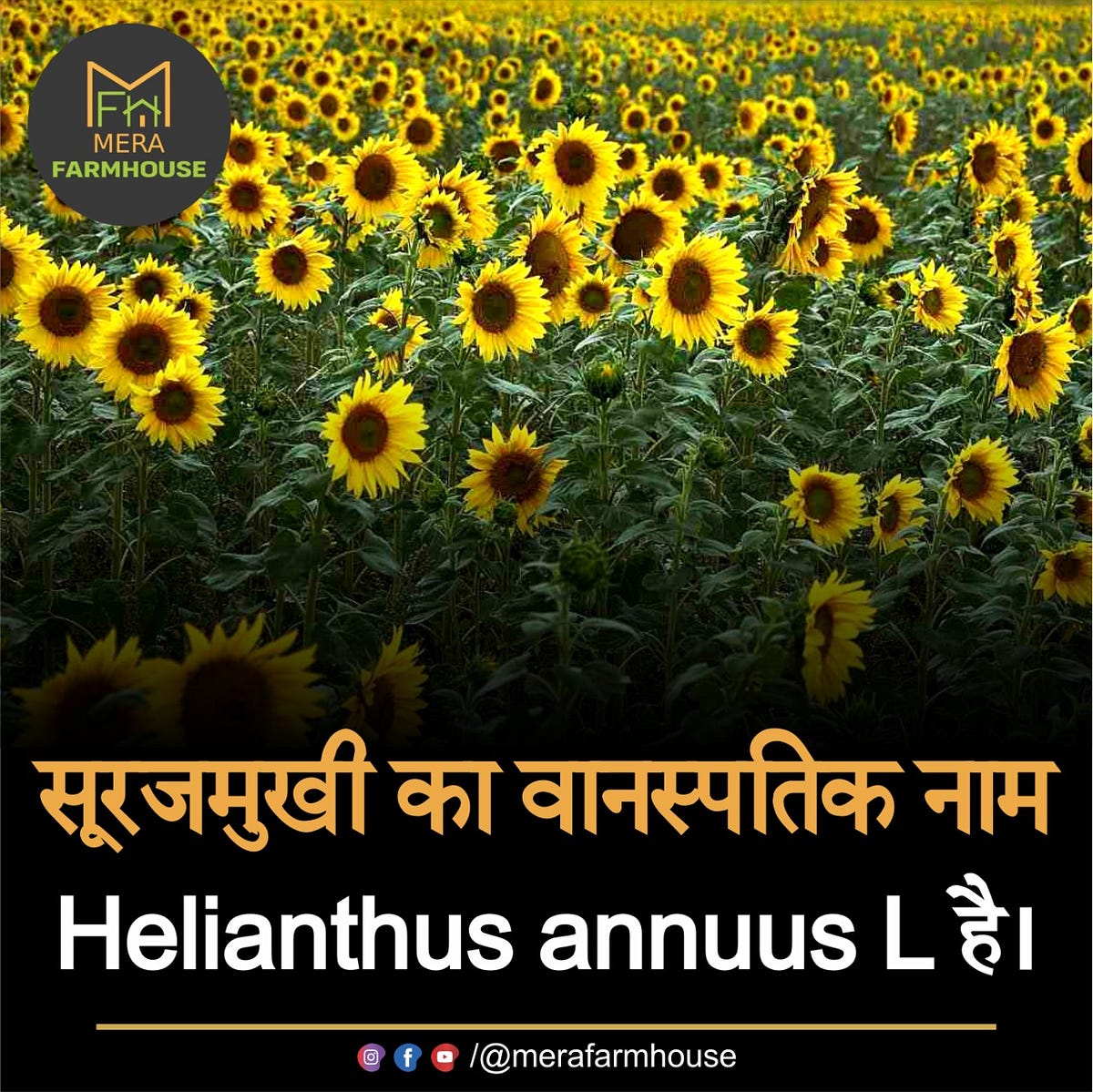 𝗙𝗮𝗰𝘁𝘀 𝗮𝗯𝗼𝘂𝘁 #𝗦𝘂𝗻𝗳𝗹𝗼𝘄𝗲𝗿 - Merafarmhouse - Medium