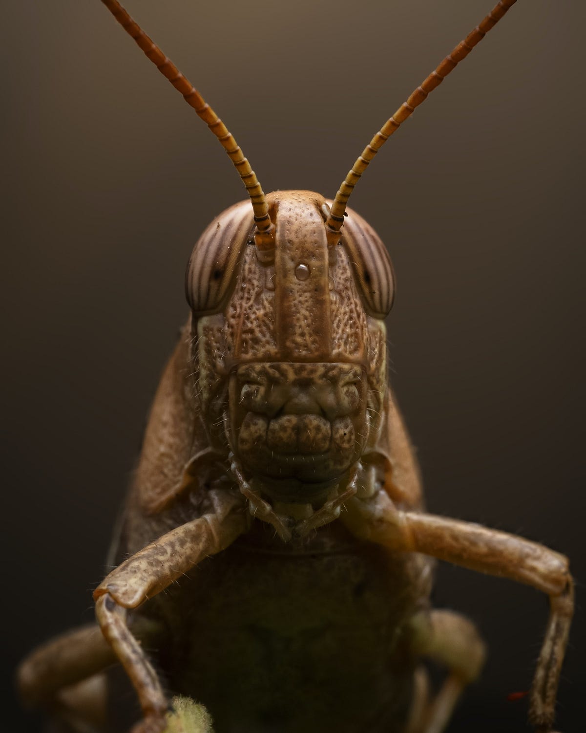 A Marriage Lesson From A Cricket | Age of Empathy