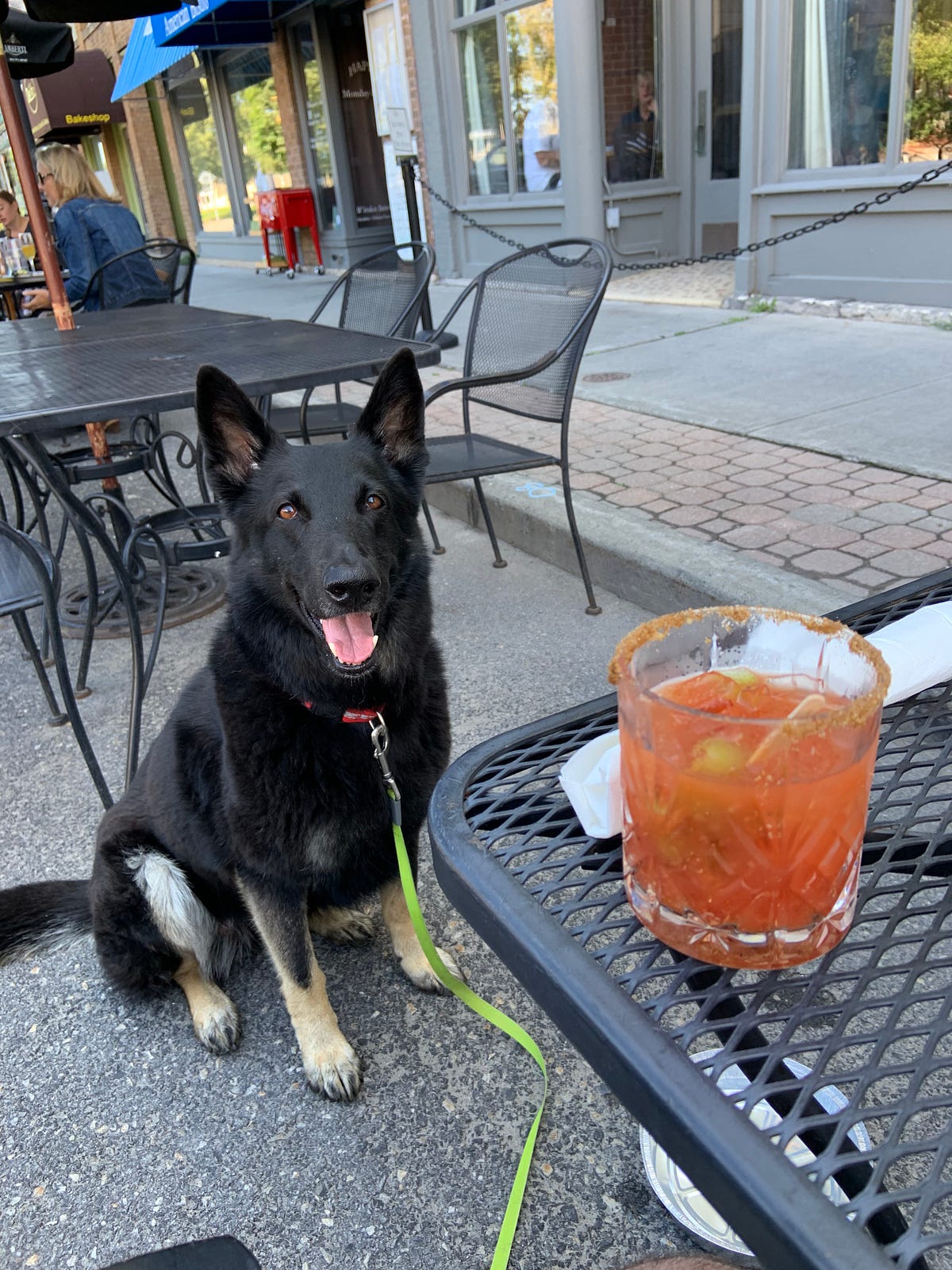 You should absolutely get a dog. Ideally one from a shelter, if the ...