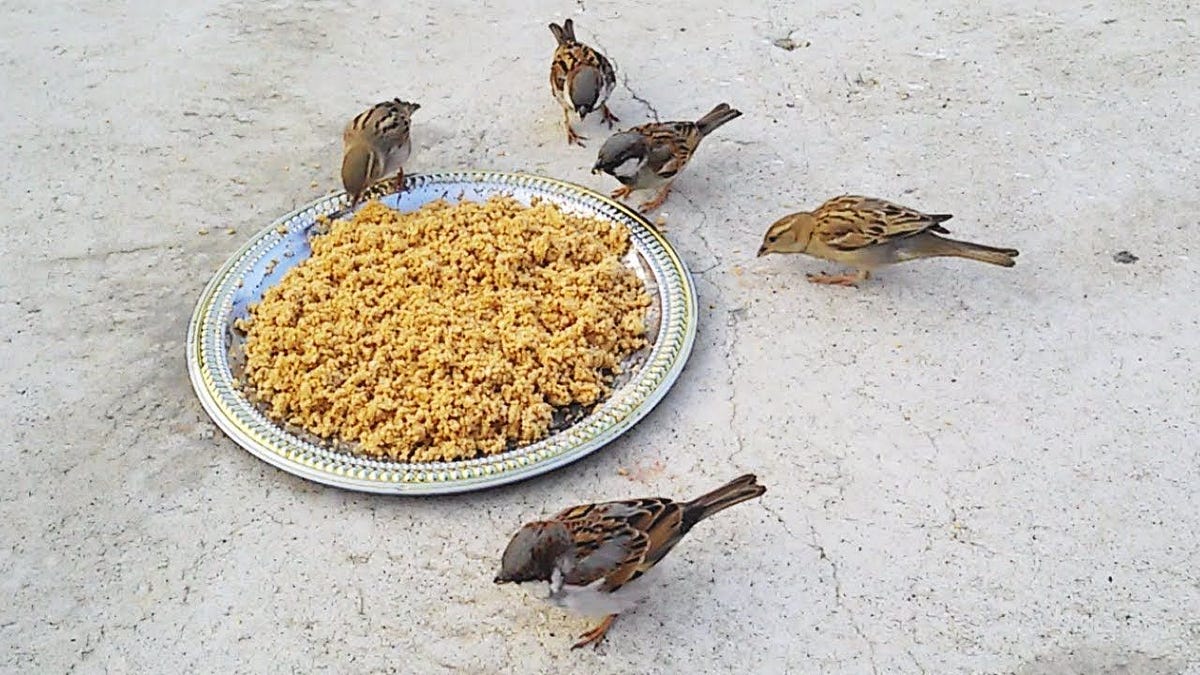 1.Give food To Birds. I always love the birds. I always… | by Muhammad ...
