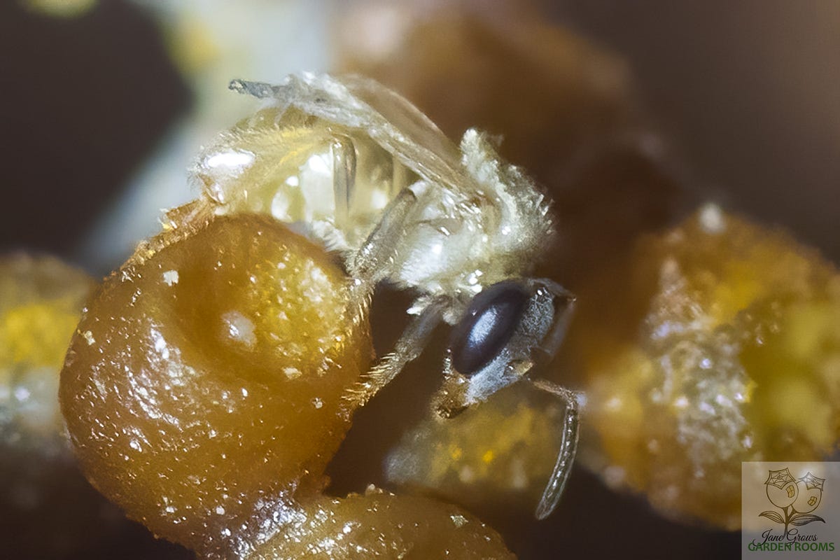 This morning I saw my first callow bee! Many bee species lack pigment ...