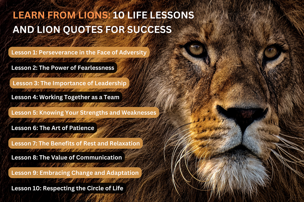 Learn from Lions: 10 Life Lessons and Lion Quotes for Success | by Life ...