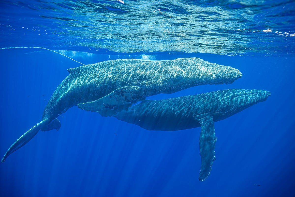 Our Oceans Film Review. In this documentary “Our Oceans”… | by steph.23 ...