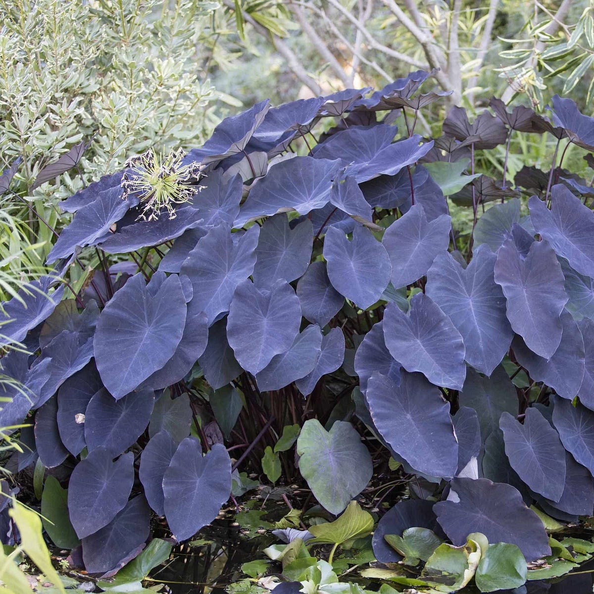 Black Magic Plants. If you're looking to bring some… | by Derek Salinas ...