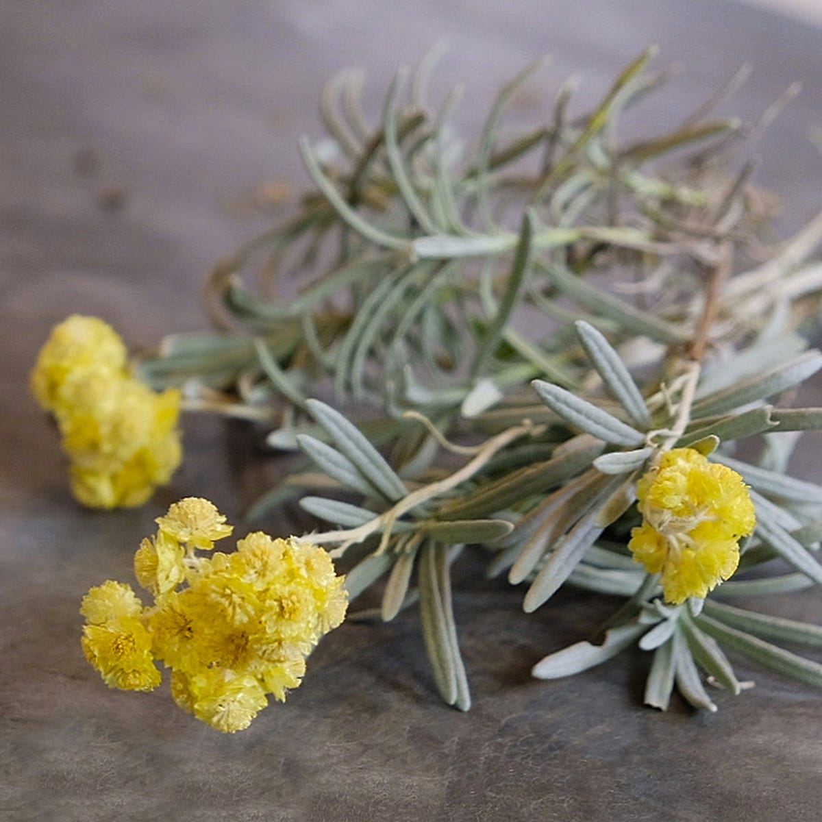 Helichrysum, or the Immortelle flower | by Pepita | Medium