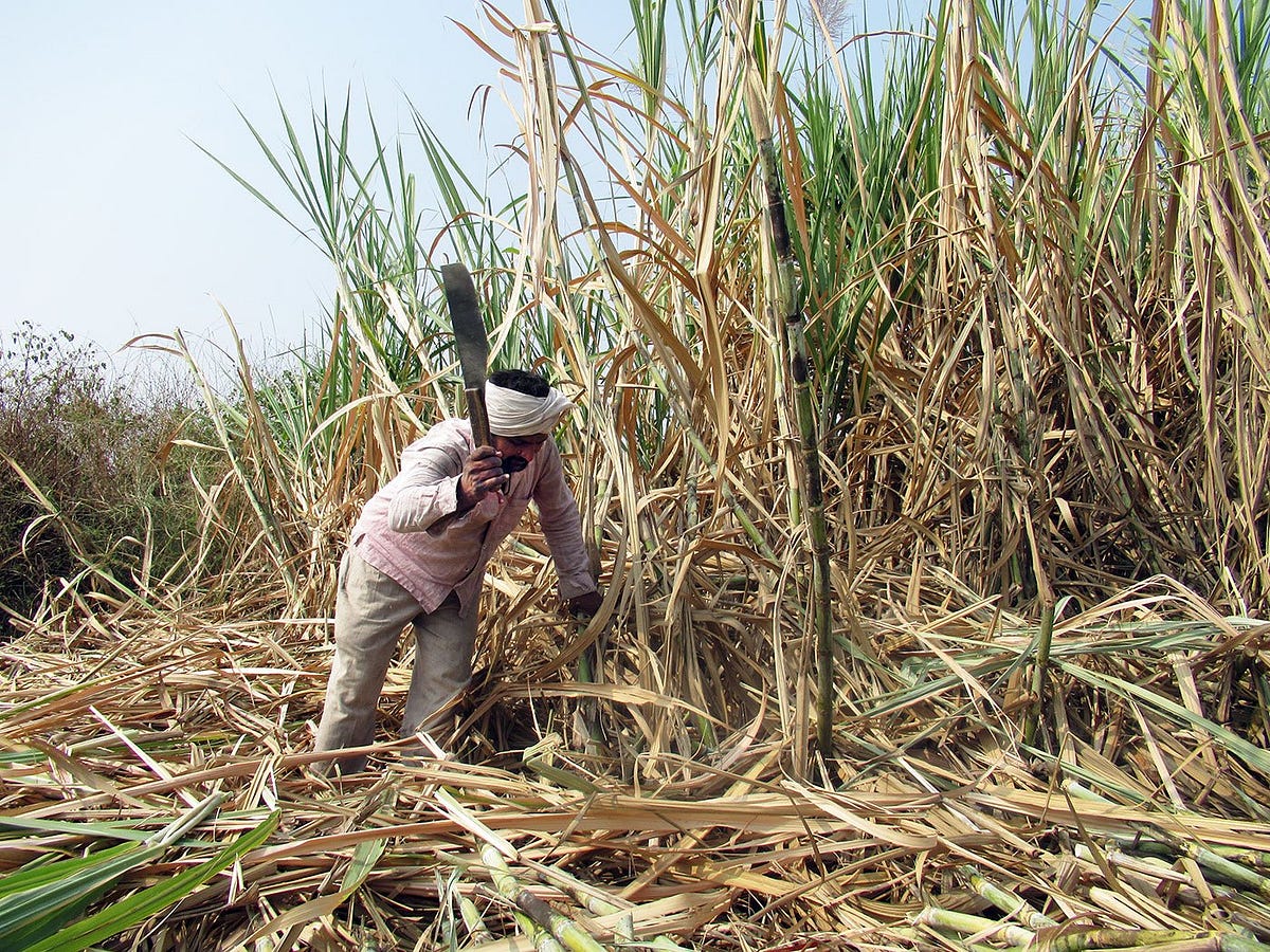 Cutting cane for 2,000 hours. By Parth M.N. | by The People's Archive ...