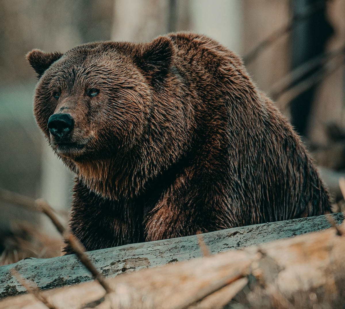 Are You Ambitious Enough?. Apparently, I’m not | by Bloom 🌺 | Medium