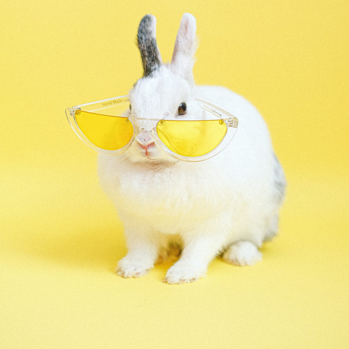 Buyer Beware: How to Avoid Falling Down the Rabbit Hole of Get-Rich-on ...