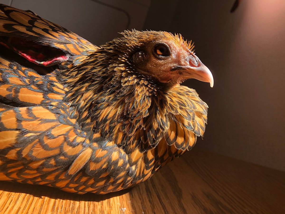 Chickens Can Fly, But Not On Planes | by ren the house hen | Creatures ...