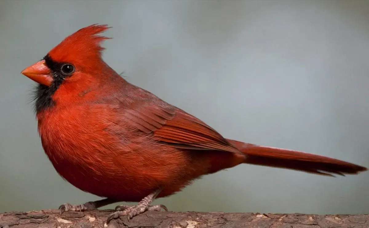 The Genetic Basis for Red Plumage Color In Birds | by 𝐆𝐫𝐫𝐥𝐒𝐜𝐢𝐞𝐧𝐭𝐢𝐬𝐭 ...