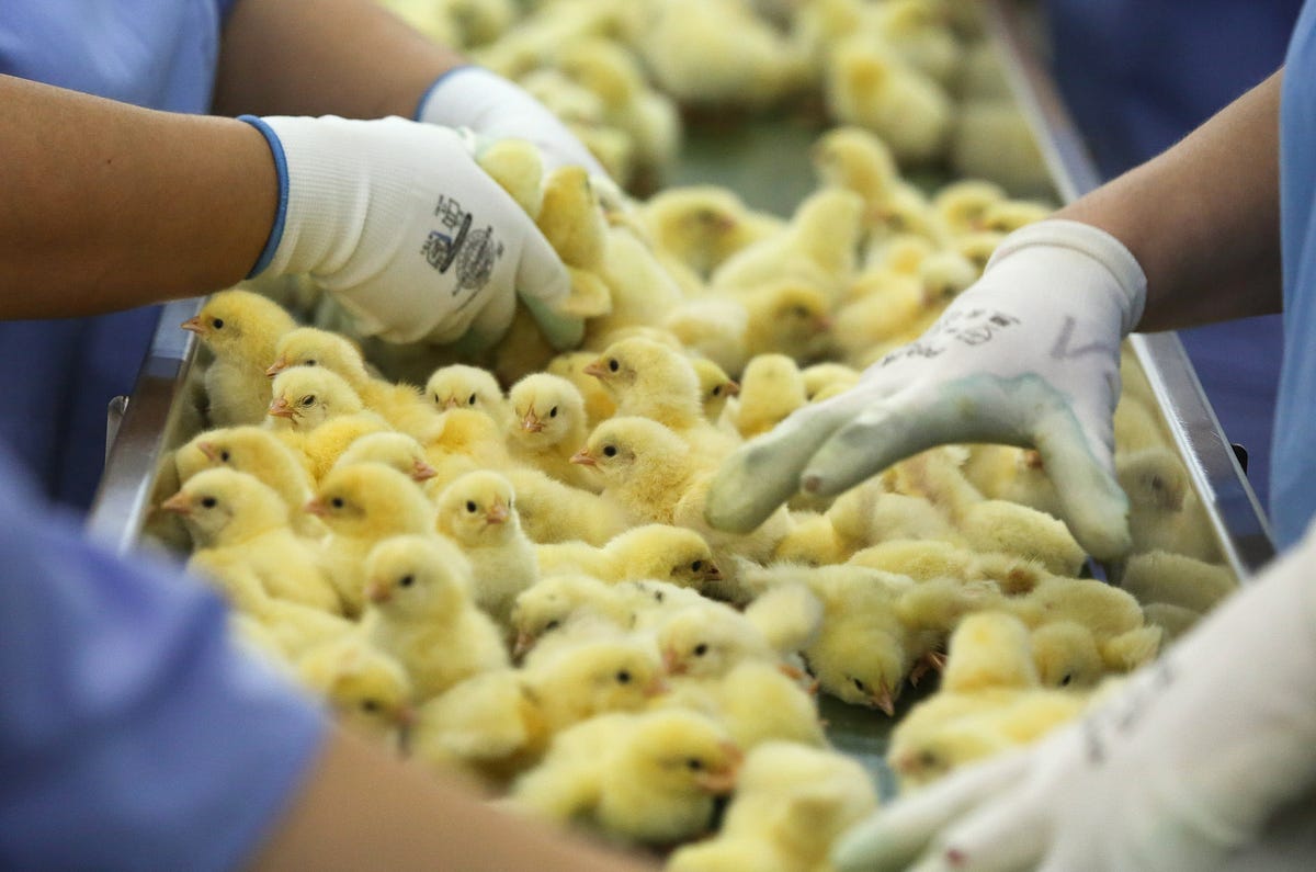 Life Through the Eyes of a Baby Chick | by Nina Smith | SOAR UW | Medium