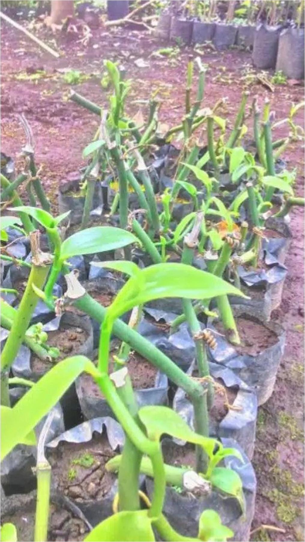 Bibit Stek Vanili Unggul 1 Meter Siap Tanam Vanilla Paneli Panila ...