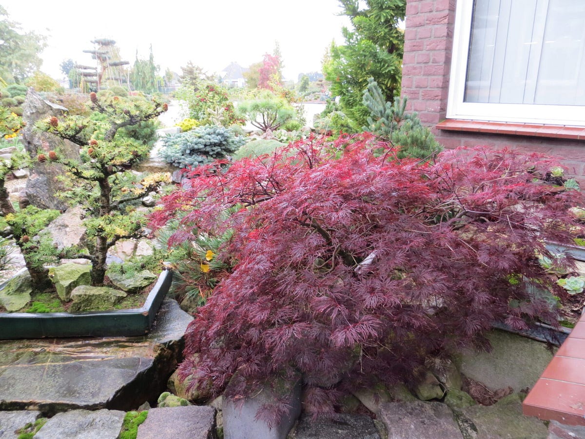 The Perks of Having Lace Leaf Maples in Your Garden | by Taylor Wills 🌲 ...