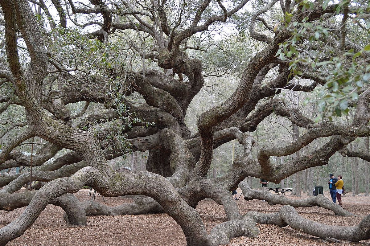 Requiem for the Oaks of King. Oaks are truly magnificent trees. To ...