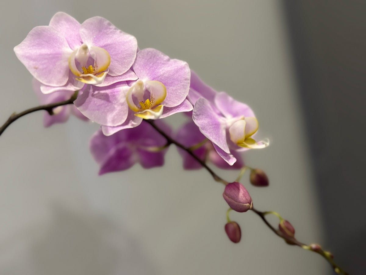 Humans like orchids 🌸. How high can we grow when our roots… | by lini’s ...