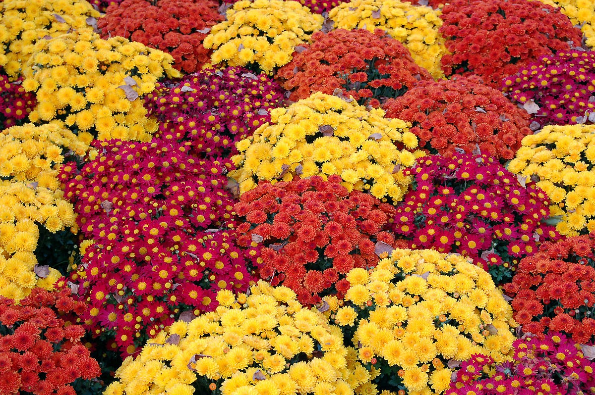 5 Fall Flowers to Brighten your Garden | by The Garden Gal | Medium