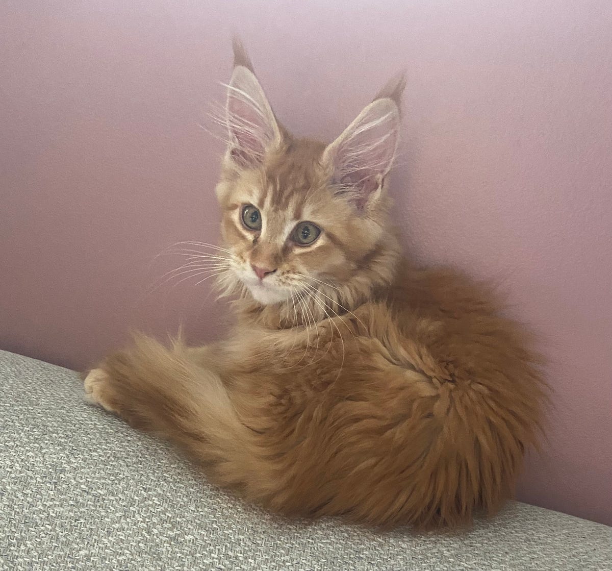 Feline Fate: How The Pandemic Led Me to My Maine Coon | by Jenna ...