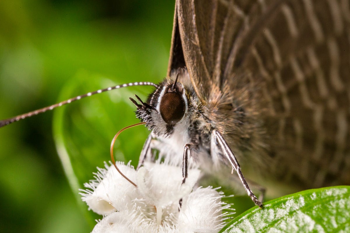 Video: Building a butterfly identifier | by Tim Tamimi | ITNEXT