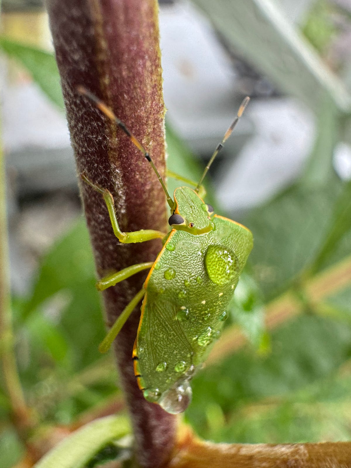 Stinkbug Climbs on a Rain-Soaked Summer Afternoon - The Daily Cuppa ...