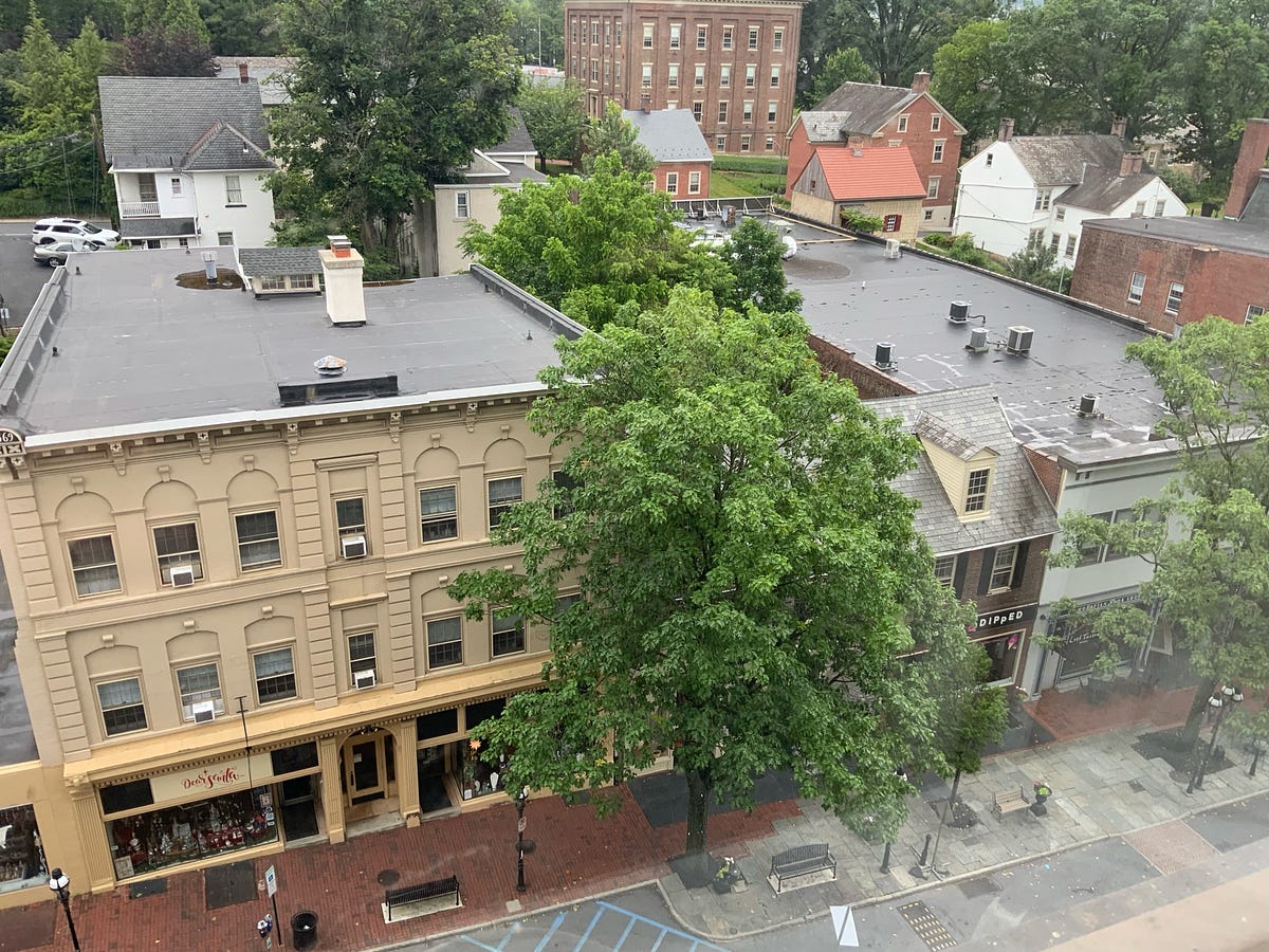 Shad | by Nancy Adams | Jun, 2025 | Medium