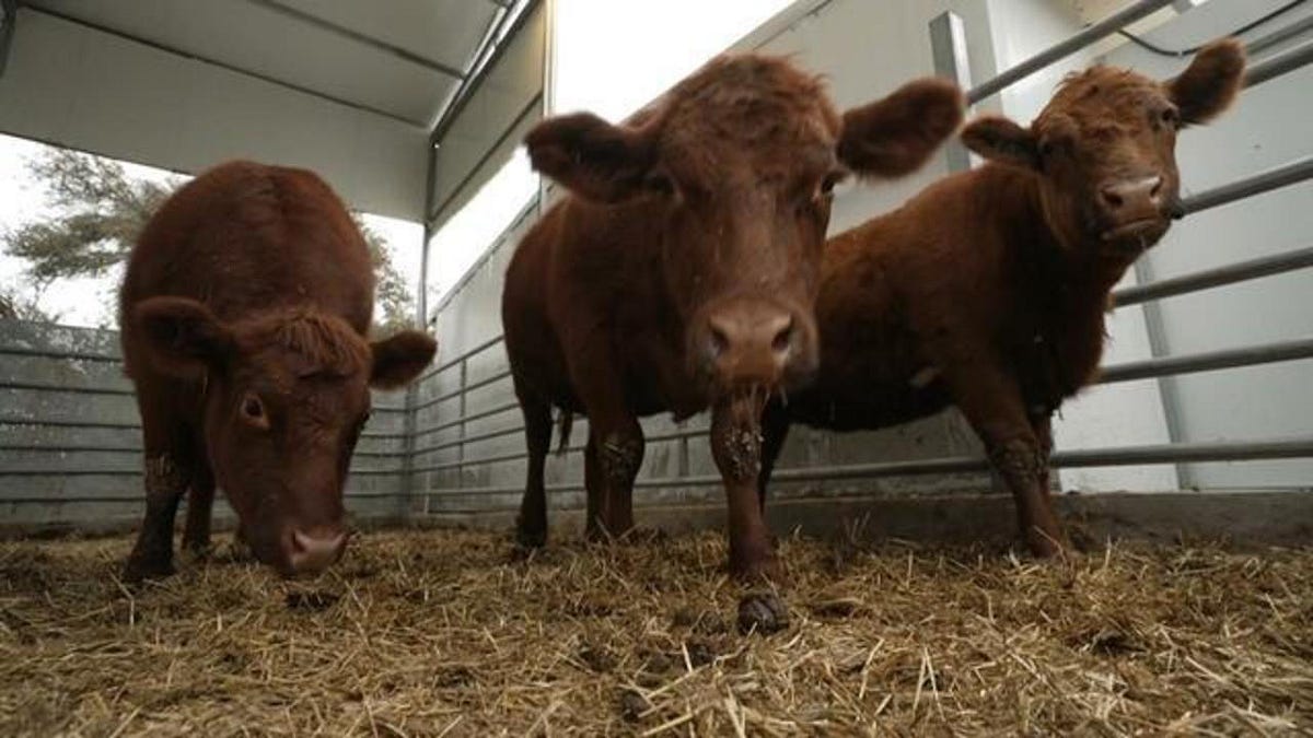 THE RED HEIFER. WHAT IS RED HEIFER? | by Ibadscity | Apr, 2024 | Medium