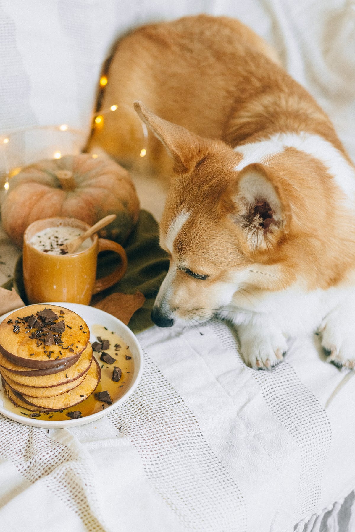 Keeping Your Furry Friend Safe: A Comprehensive Guide to Foods Dogs Can ...