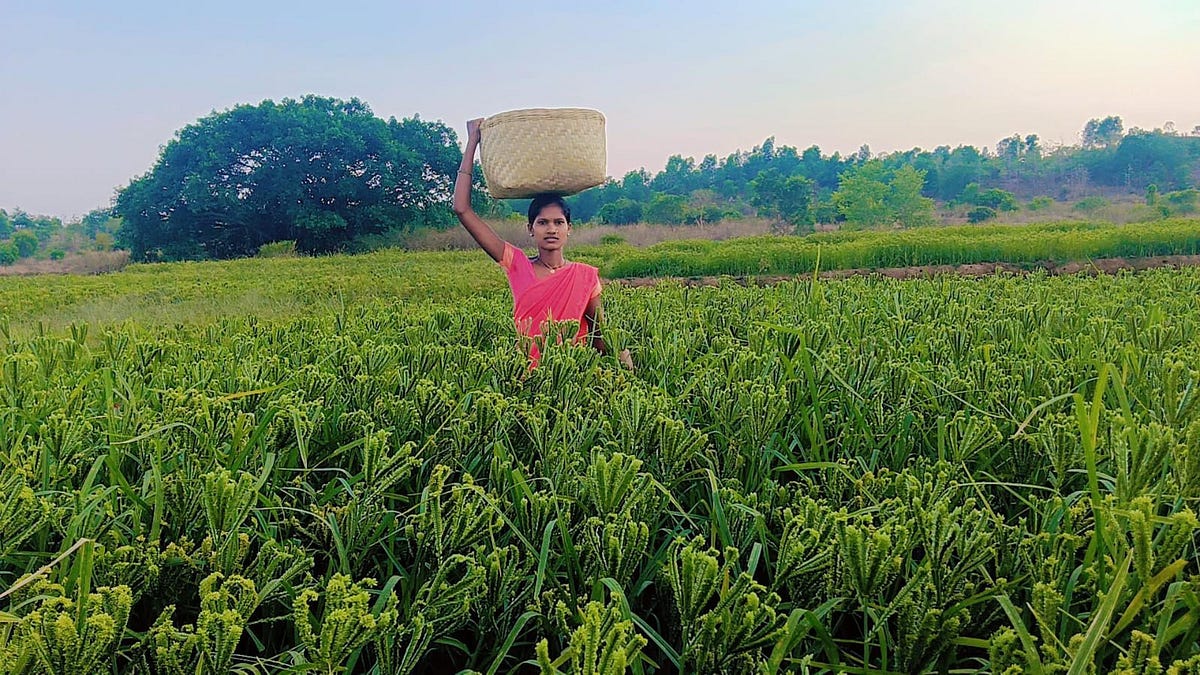Why the World Needs Millets in 2026: My 12-Year Journey with Miracle ...