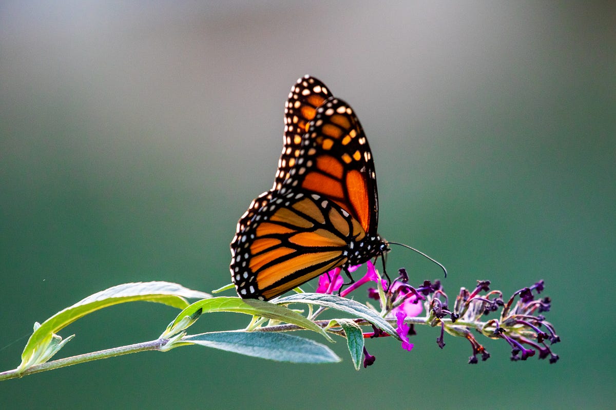 Butterflies - Kim-Adele Randall - Medium