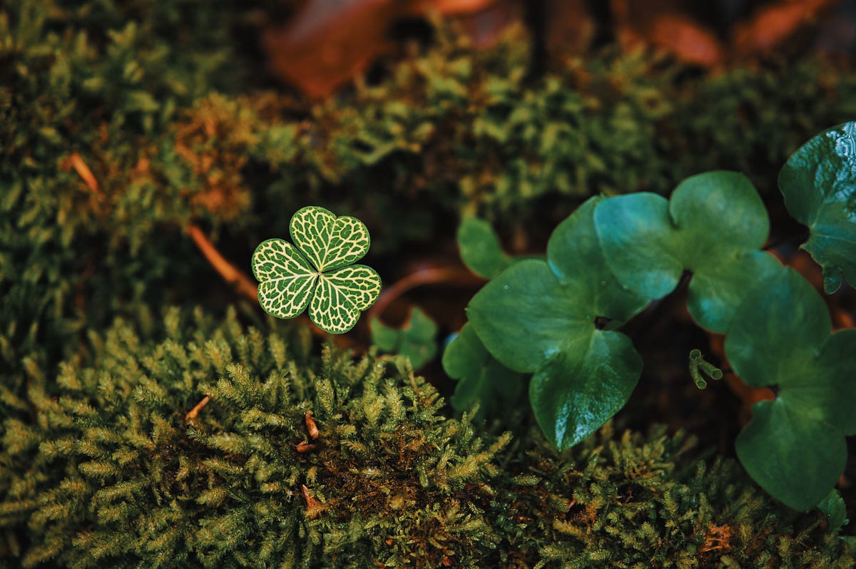 Three Leaf Clover - Patsy Starke - Medium