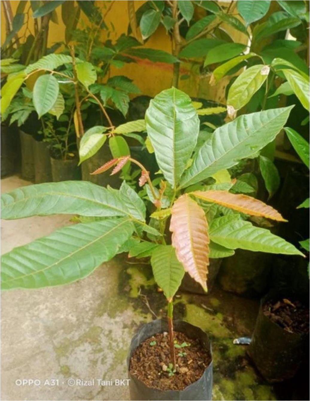 Bibit Pohon Buah Matoa Beli 5 Unggulan Kota Mojokerto Terlaris | by ...