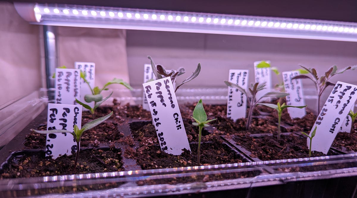 Planting from seeds. Beginner’s guide to growing your own… | by Julia C ...