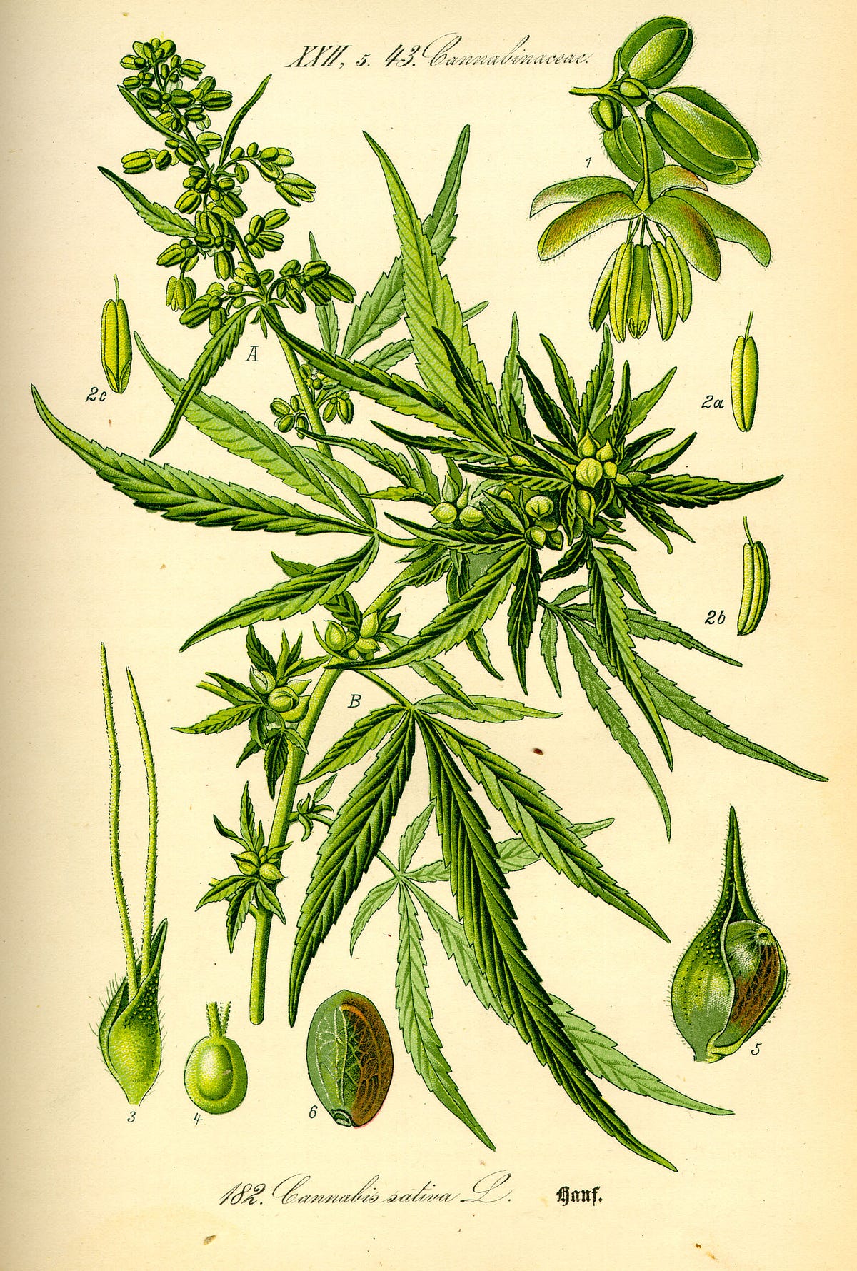 The Birth of the Drug. Jai Venaik considers the long history… | by ...