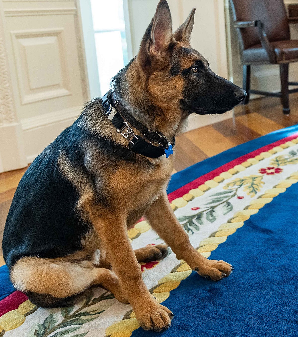 How The Presidential Dog Highlights The Disconnect Between Government ...