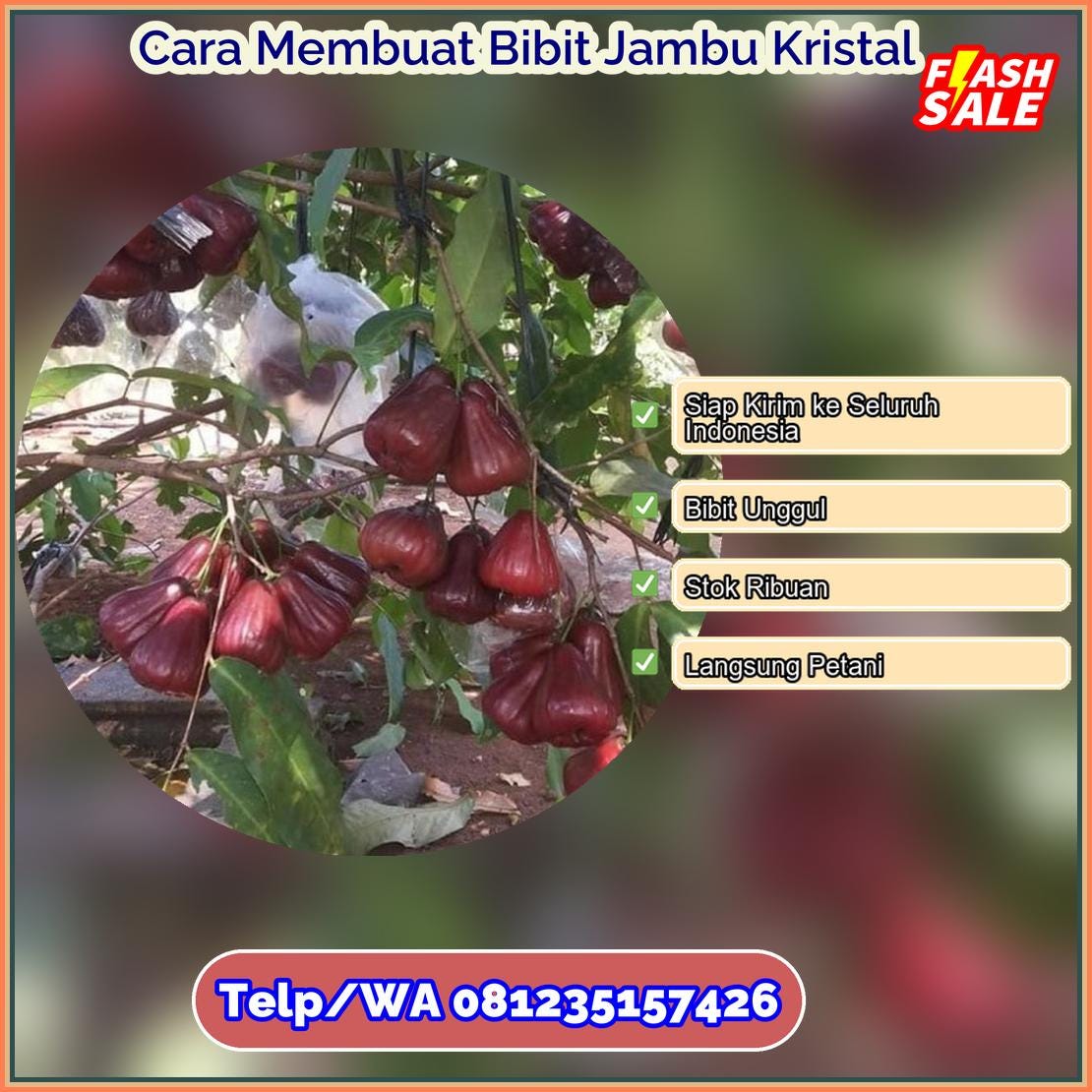 Jual Cara Membuat Bibit Jambu Kristal - Ameliahulicarly - Medium
