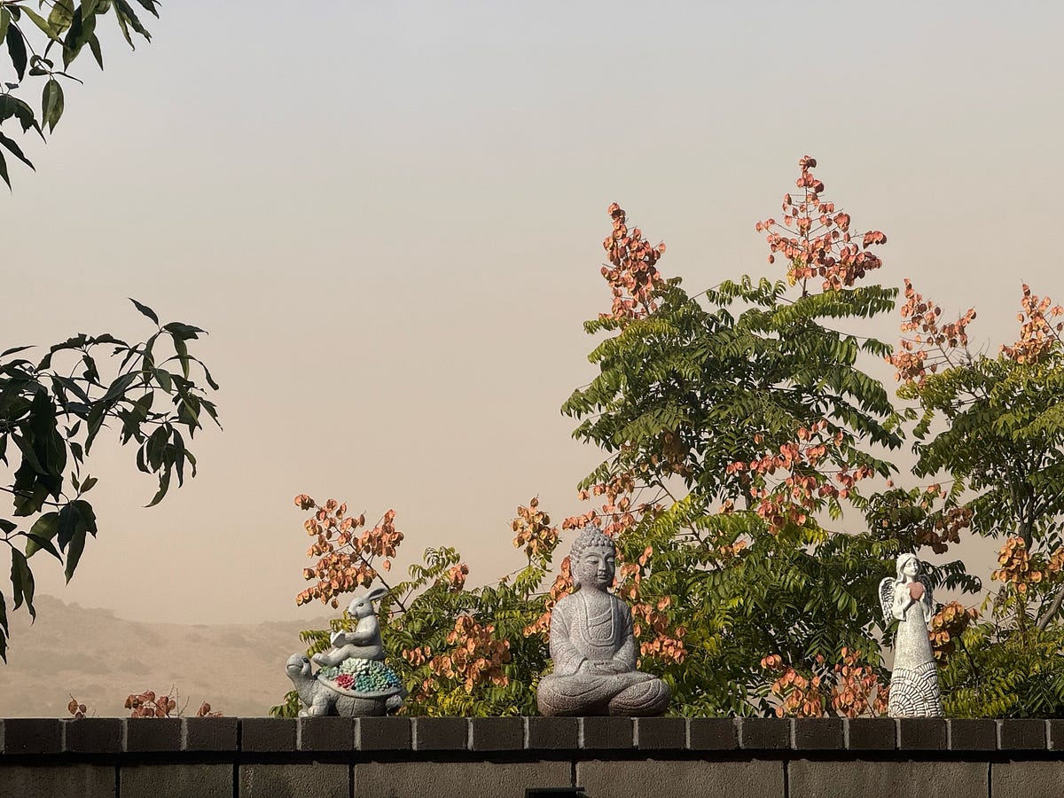 Burial of the Lizard. Garden tales | by Dr. Seema Patel (PhD) | Long ...