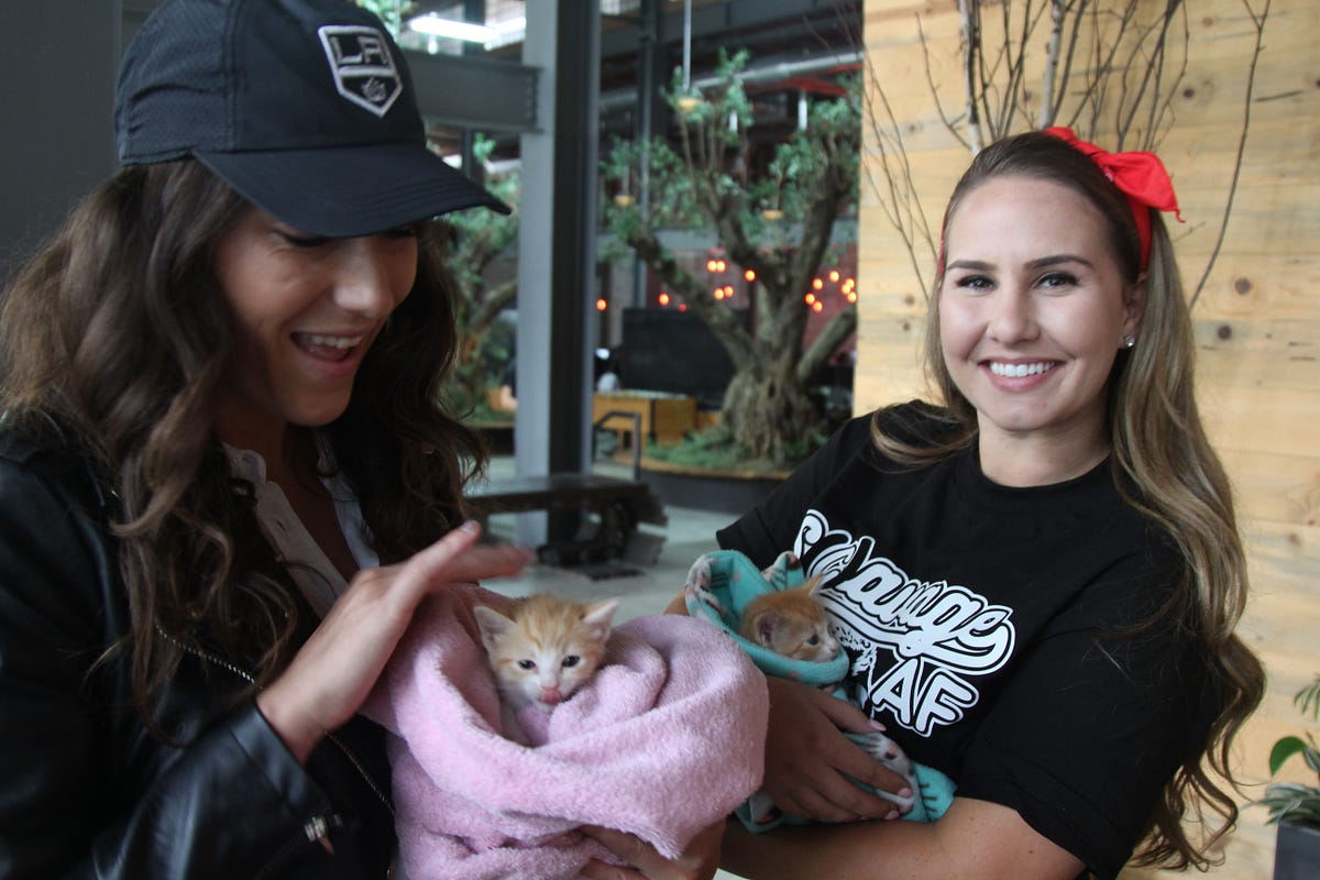 Jason Kulpa and UE.co Support The San Diego Humane Society- Here’s 3 ...