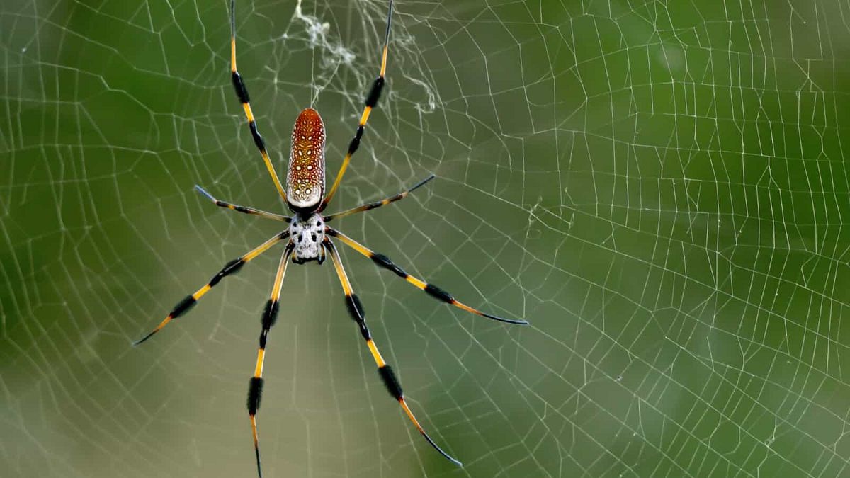 Spider Web Wonders. Spiders are eight-legged silk-producing… | by ...