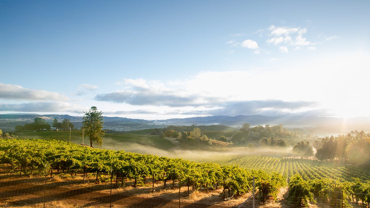 Nutrient Mobility and Utilization for Improved Wine Grape Production ...