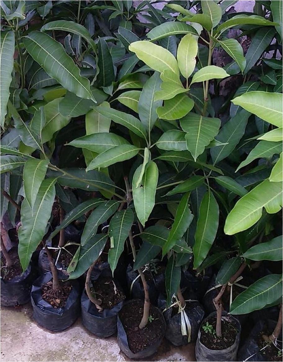 Bibit Mangga Gadung Badung Terlaris | by yamila bibit | Medium