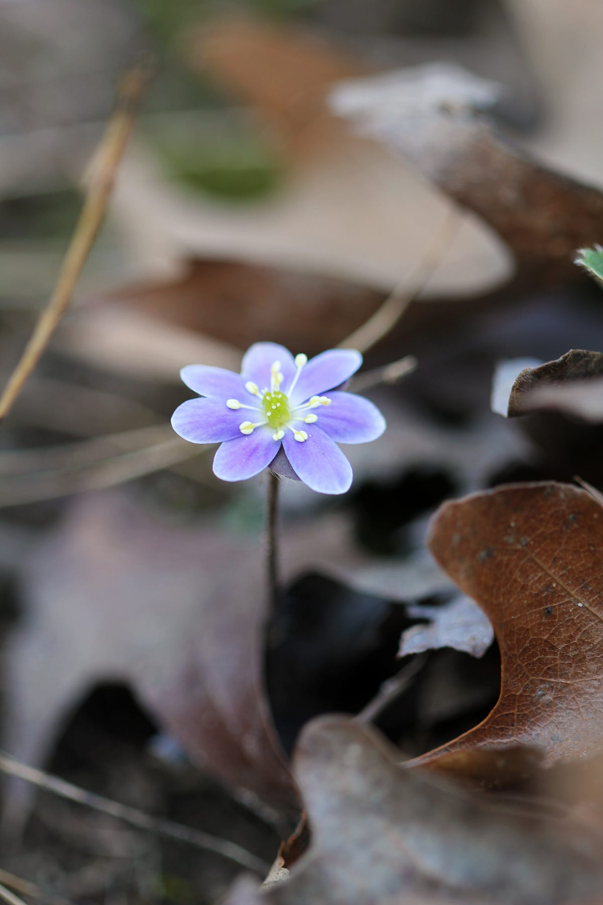 McMaster Alumni Photography Contest 2021 Winner - McMaster Alumni - Medium