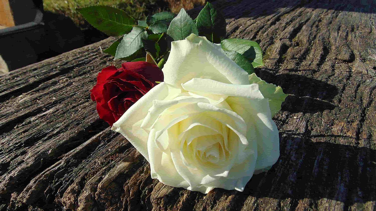 Amazing Facts About Roses. Interesting Thing To Know About Roses | by ...