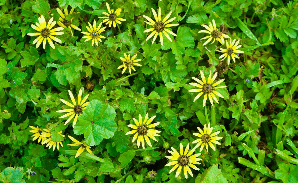 Weedy notes: capeweed. BOTANIC NAME | by Russ Grayson | PERMACULTURE ...