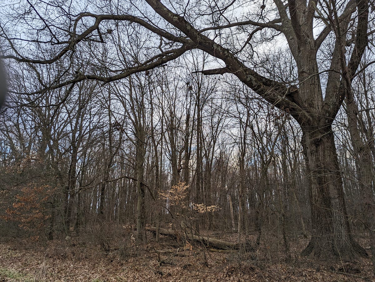 What You Can Do to Survive a Boring and Brown Winter | by Allison ...