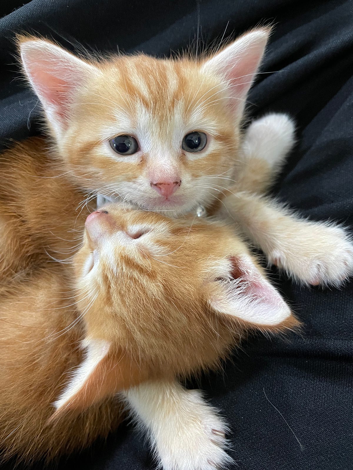 Pipu n pipo. Yaaaaaaa SAATNYA KITA CERITAIN PIPU N… | by Kanef. | Medium