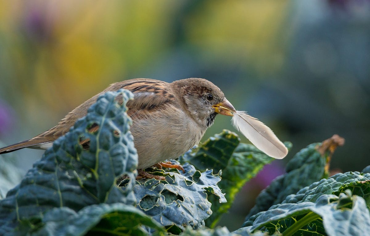 LIFE OF A WILD SPARROW. Life of a sparrow is very tuff in this… | by ...