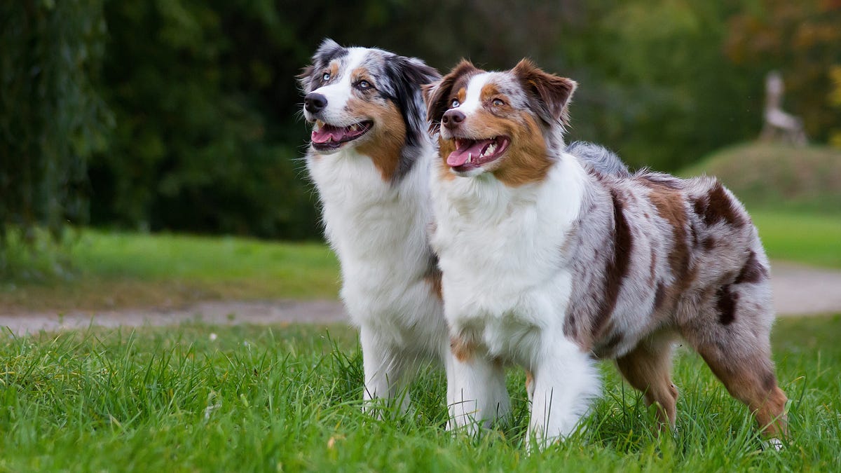 Using CNN and Transfer learning for image classification: a dog breeds ...
