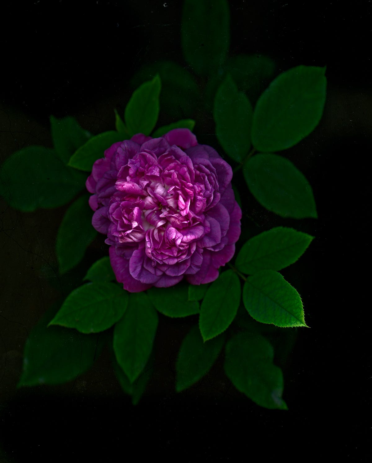 Rosa ‘Zephirine Drouhin’ & the Priest | by alexwh | Photographs ...