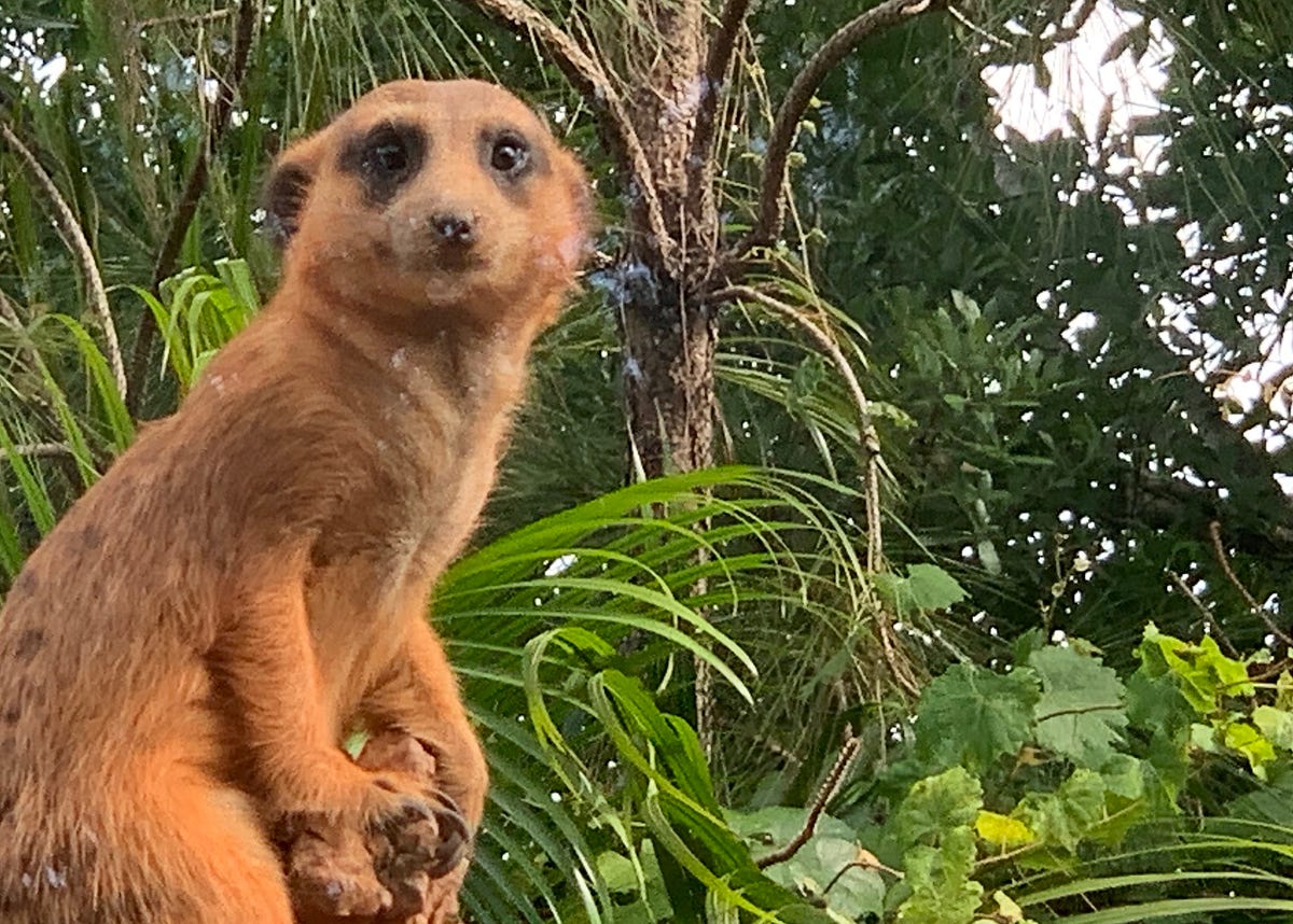 Singing the Meerkat Blues. Haiku poems gone bad #5 | by Thomas Plummer ...