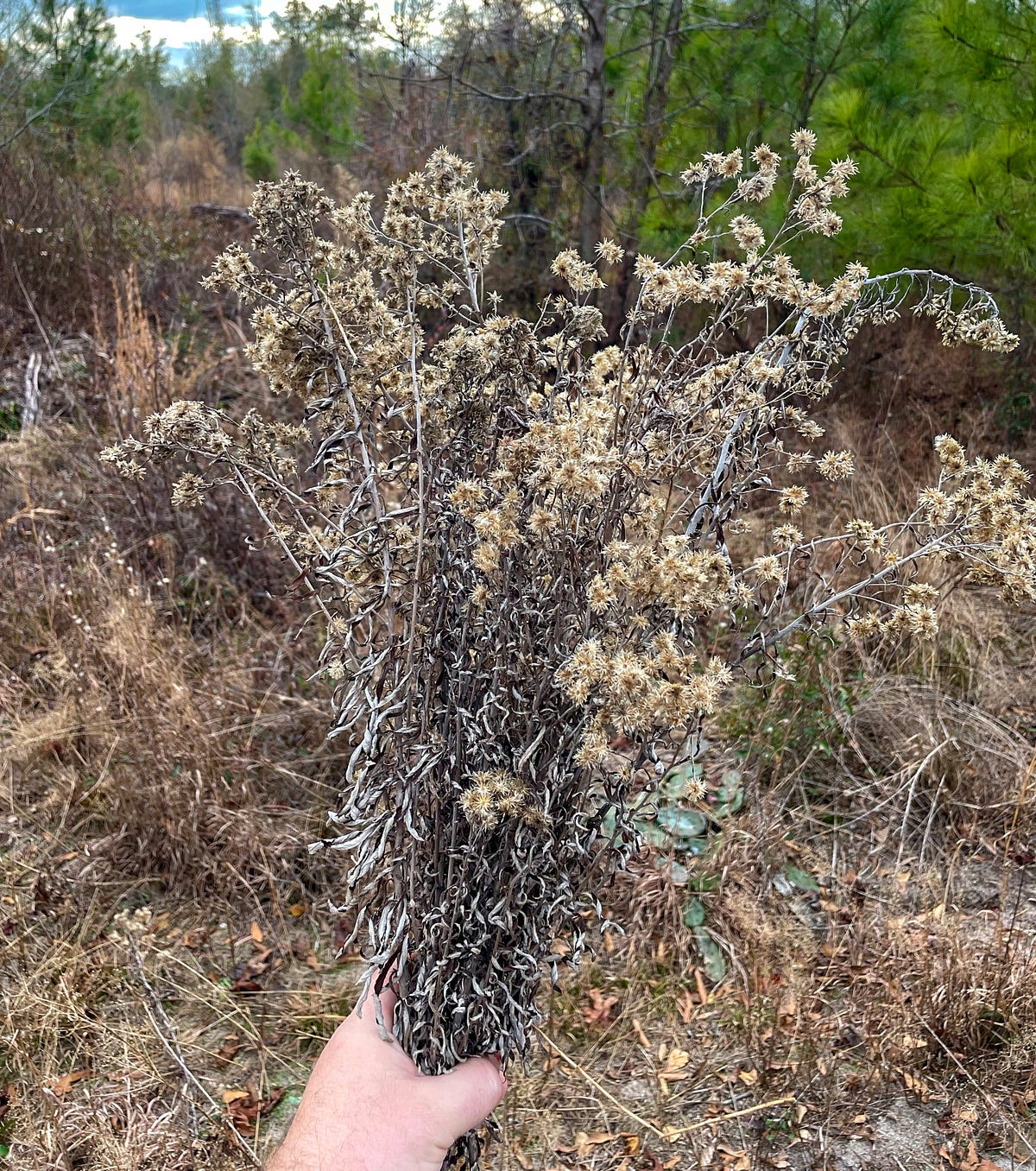 Life Everlasting aka Rabbit Tobacco | by Patrick J. Holladay, PhD ...
