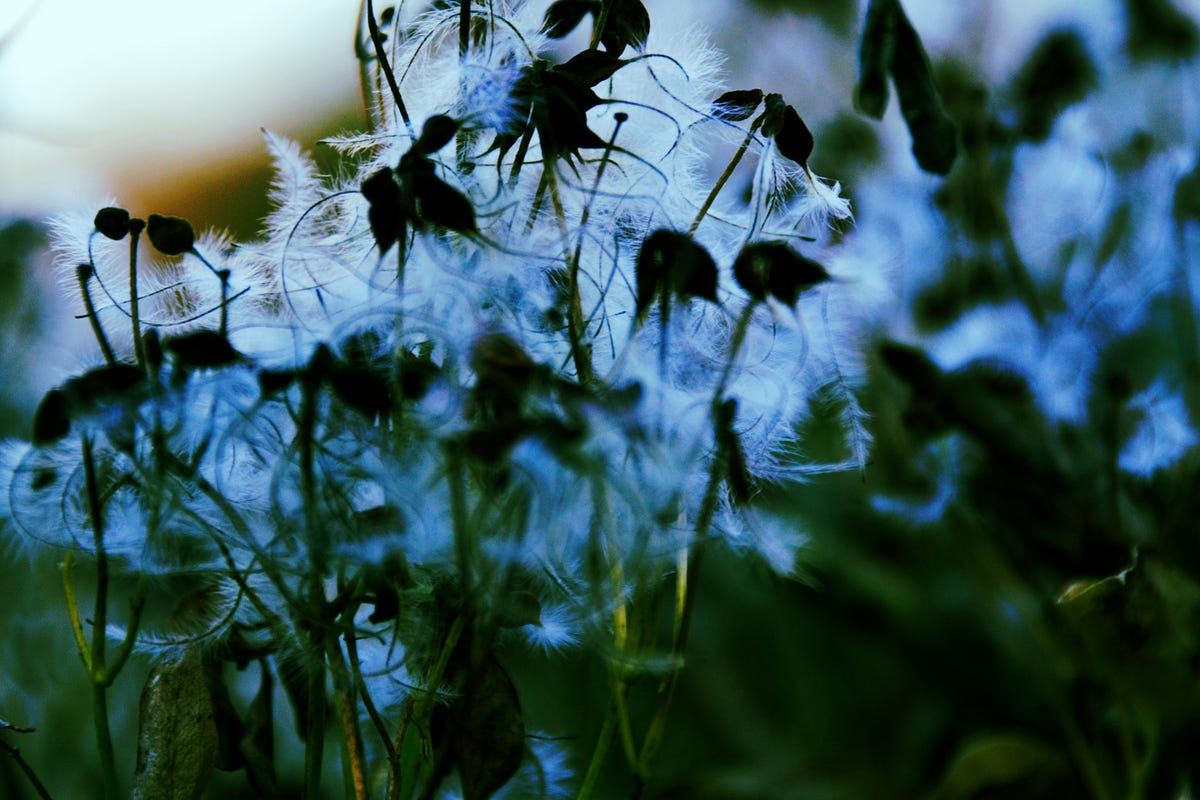 Saving Our Lives One Seed at a Time: Part I | by Local Futures | Medium